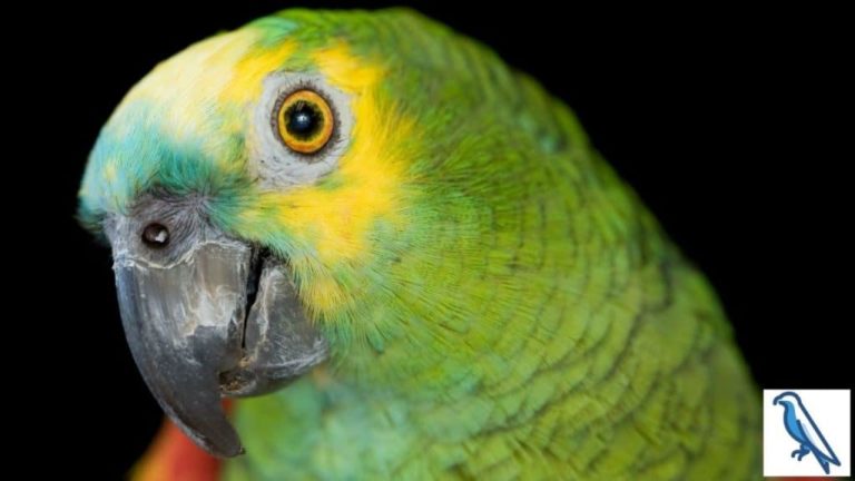 Why Do Parrots Bob Their Head? + Is it Normal? - Birds News