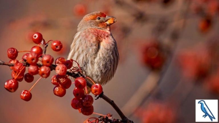 What Do Finches Eat? + Do Finches Eat Fruits & Veggies? - Birds News
