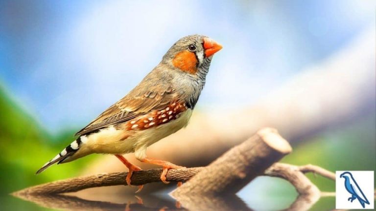 Do Finches Have Good Eyesight? (Do Finches Have Good Vision At Night ...