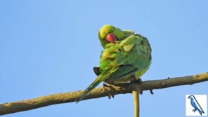 How Do Parrots Clean Themselves? + Why Preening Is Essential? - Birds News