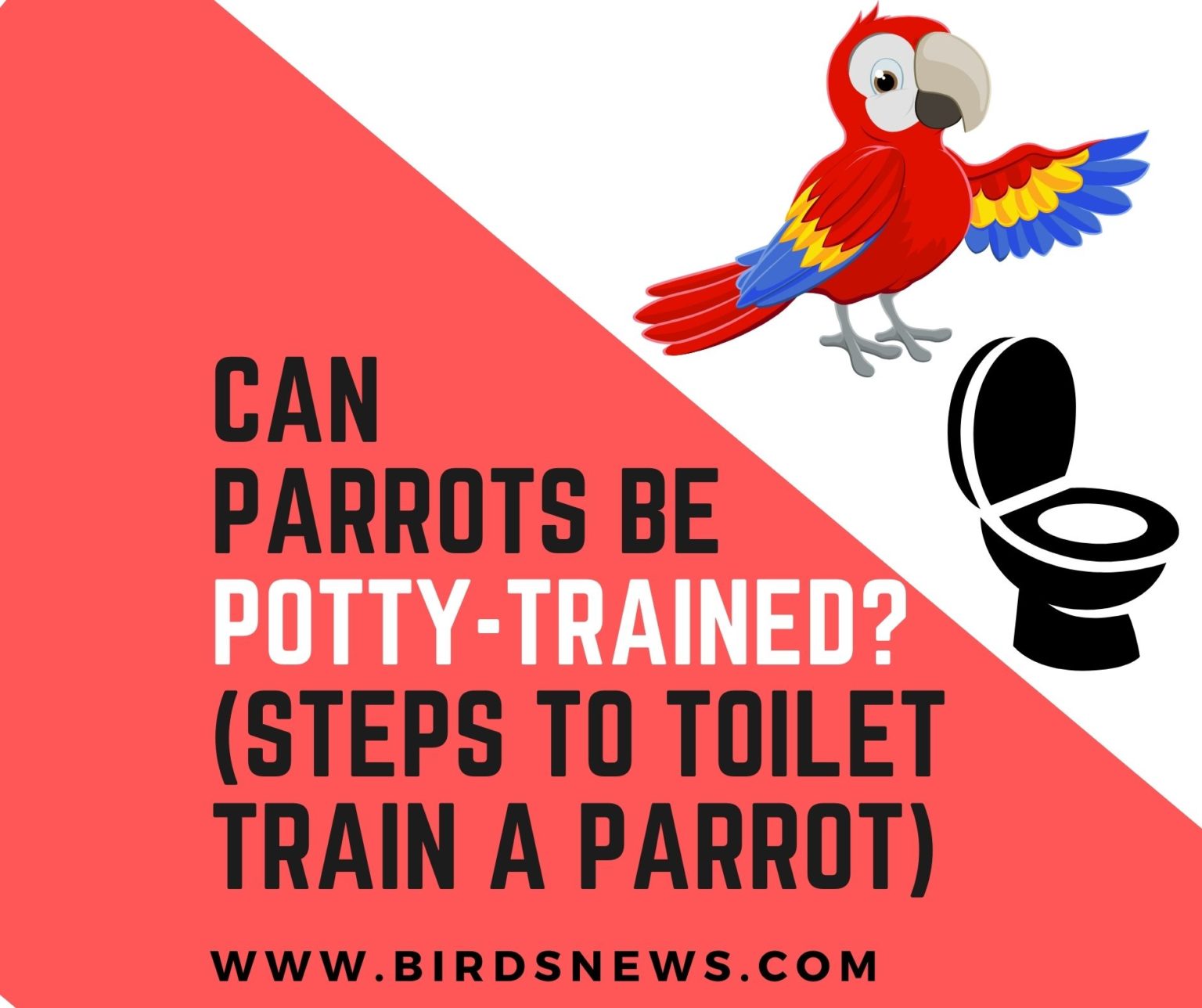 Can Parrots Be Potty-Trained? (Steps To Toilet-Train A Parrot) - Birds News