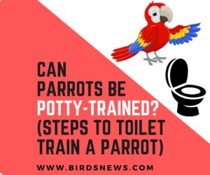 Can Parrots Be Potty-Trained? (Steps To Toilet-Train A Parrot) - Birds News