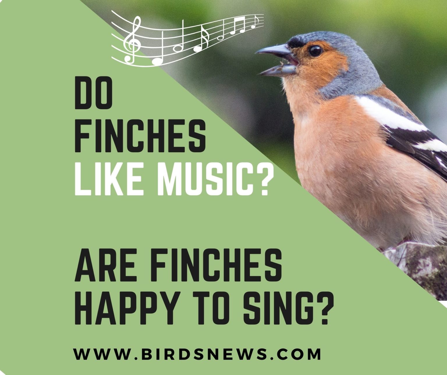 Do Finches Like Music? + Are Finches Happy to Sing? - Birds News