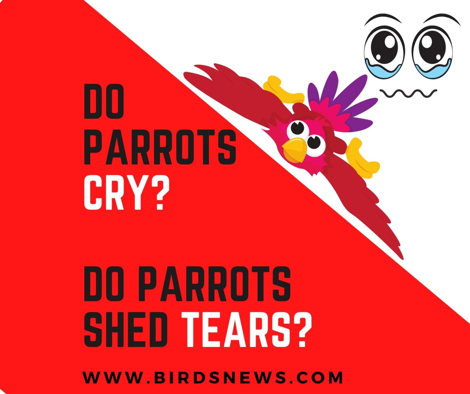 Do Parrots Cry? + Do Parrots Shed Tears? - Birds News
