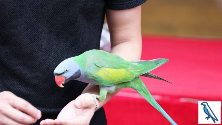 Can Parrots Be Potty-Trained? (Steps To Toilet-Train A Parrot) - Birds News