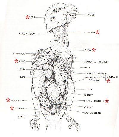 Do Parrots Have Teeth? + Role Of A Beak In Parrots Existence - Birds News