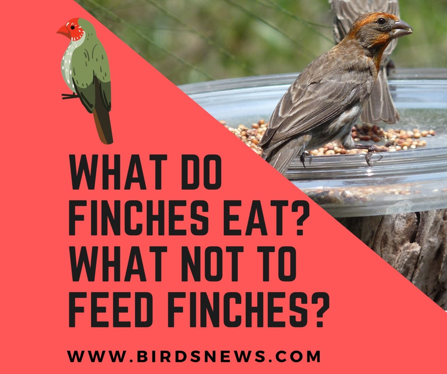 What Do Finches Eat? + Do Finches Eat Fruits & Veggies? - Birds News