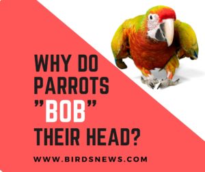 Why Do Parrots Bob Their Head? + Is it Normal? - Birds News