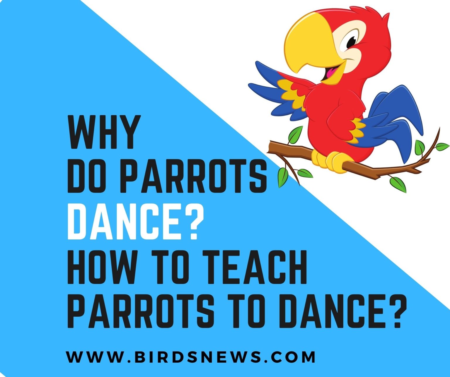Why Do Parrots Dance? + How To Teach Parrots To Dance? - Birds News