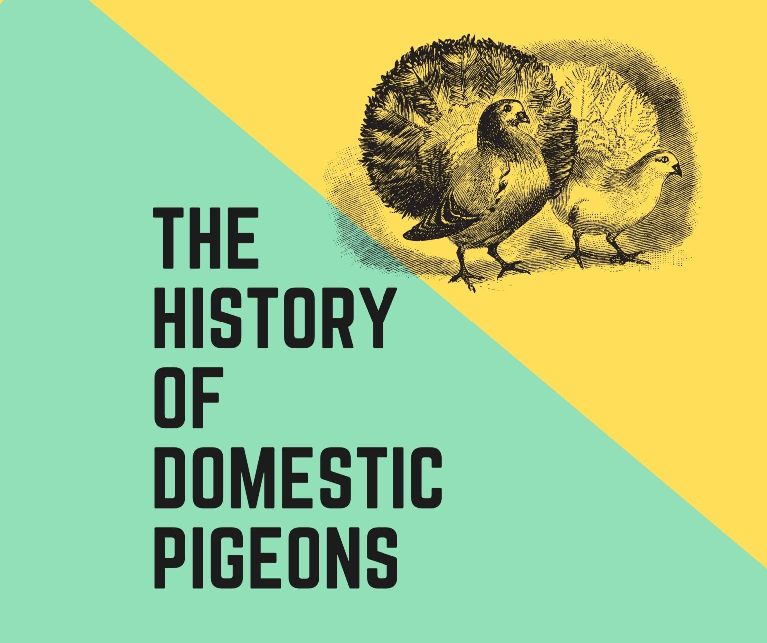 All About History of Domestic Pigeons - Birds News