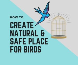 How to Create a Natural Environment for Birds? - Birds News