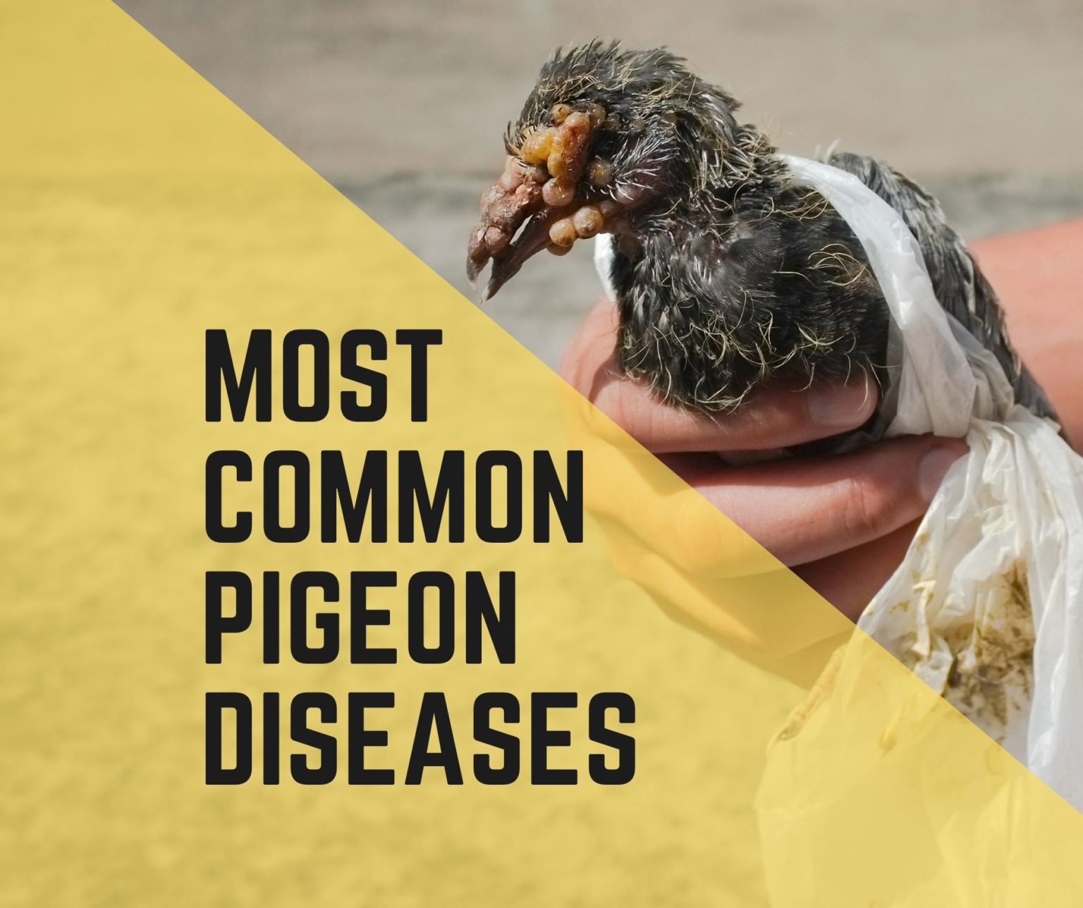 5 Most Common Pigeon Diseases You Must Know! - Birds News