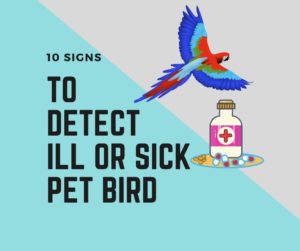 What are Symptoms of a Sick Bird? 10 Signs to Watch For! - Birds News