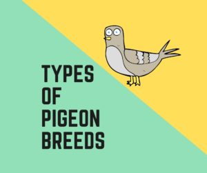 10 Types Of Pigeon Breeds You Must Know - Birds News