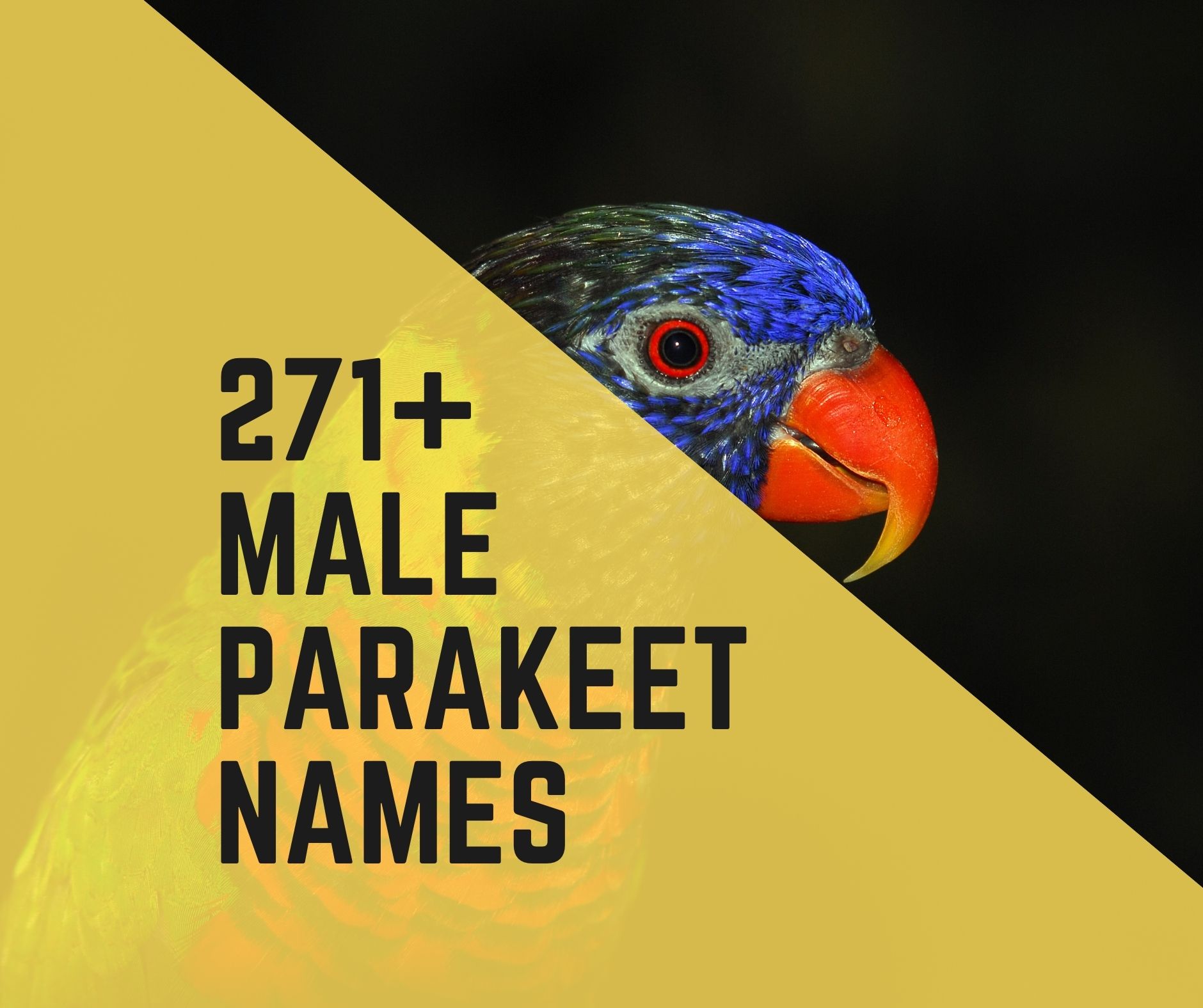271+ Male Parakeet Names - Birds News