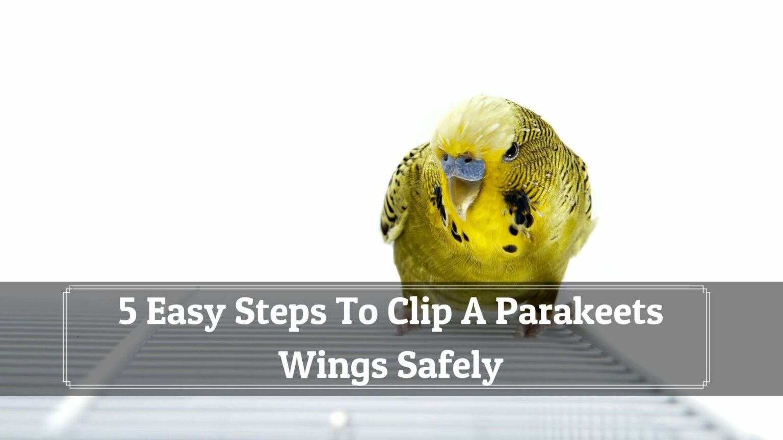 5 Ways How To Clip A Parakeets Wings Safely - Birds News
