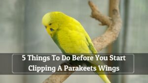 5 Ways How To Clip A Parakeets Wings Safely - Birds News