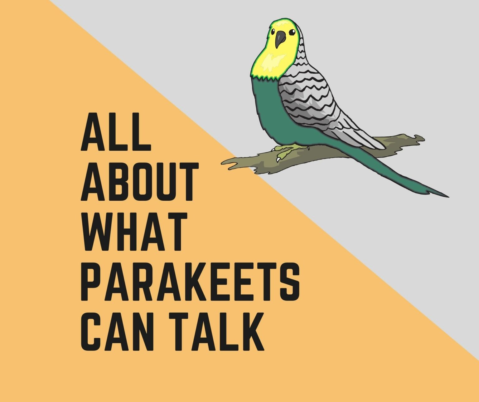 All About What Parakeets Can Talk?+ Which Parakeets Talk? - Birds News