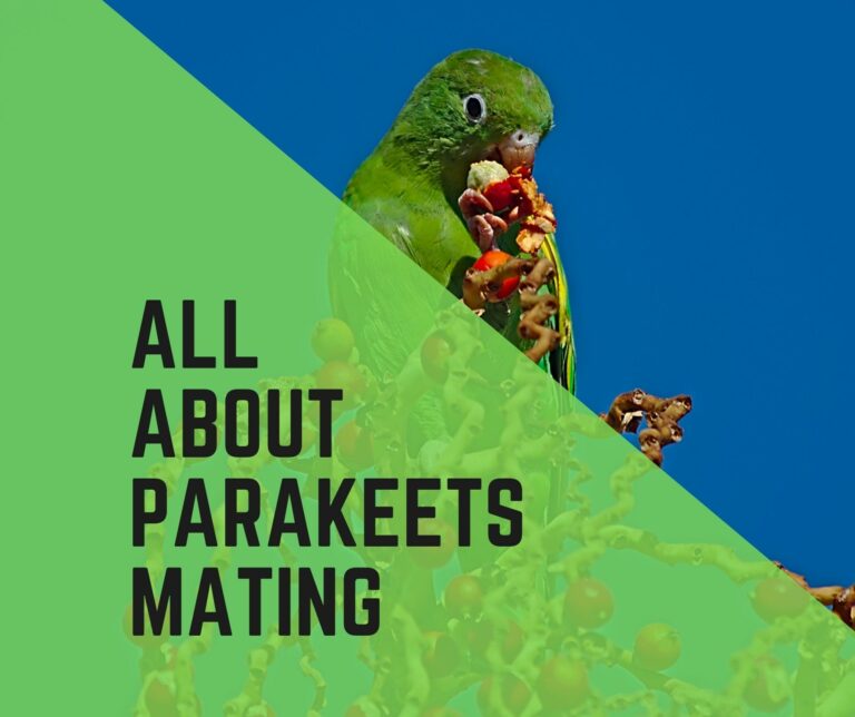All You Need To Know About Parakeets Mating - Birds News
