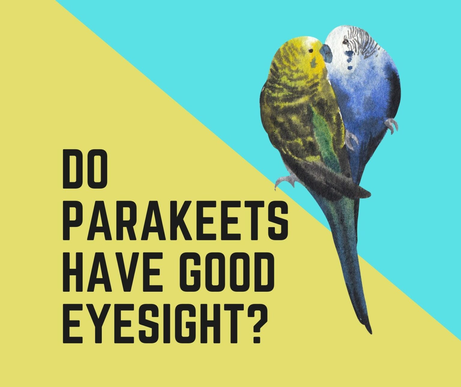 Do Parakeets Have Good Eyesight? (All About Their Eyesight) - Birds News