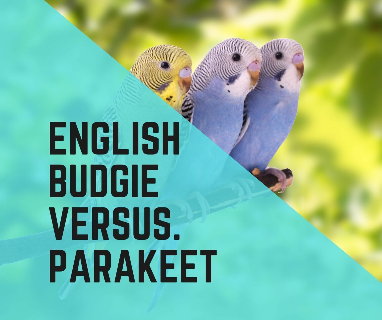 English Budgie Vs Parakeet (2022 Comparison Guide) - Birds News