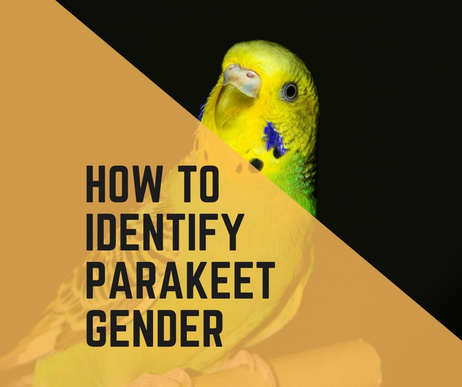 How To Identify Parakeet Gender? - Birds News