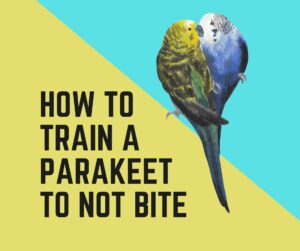 Do Parakeets bite? + How To Train A Parakeet To Not Bite?