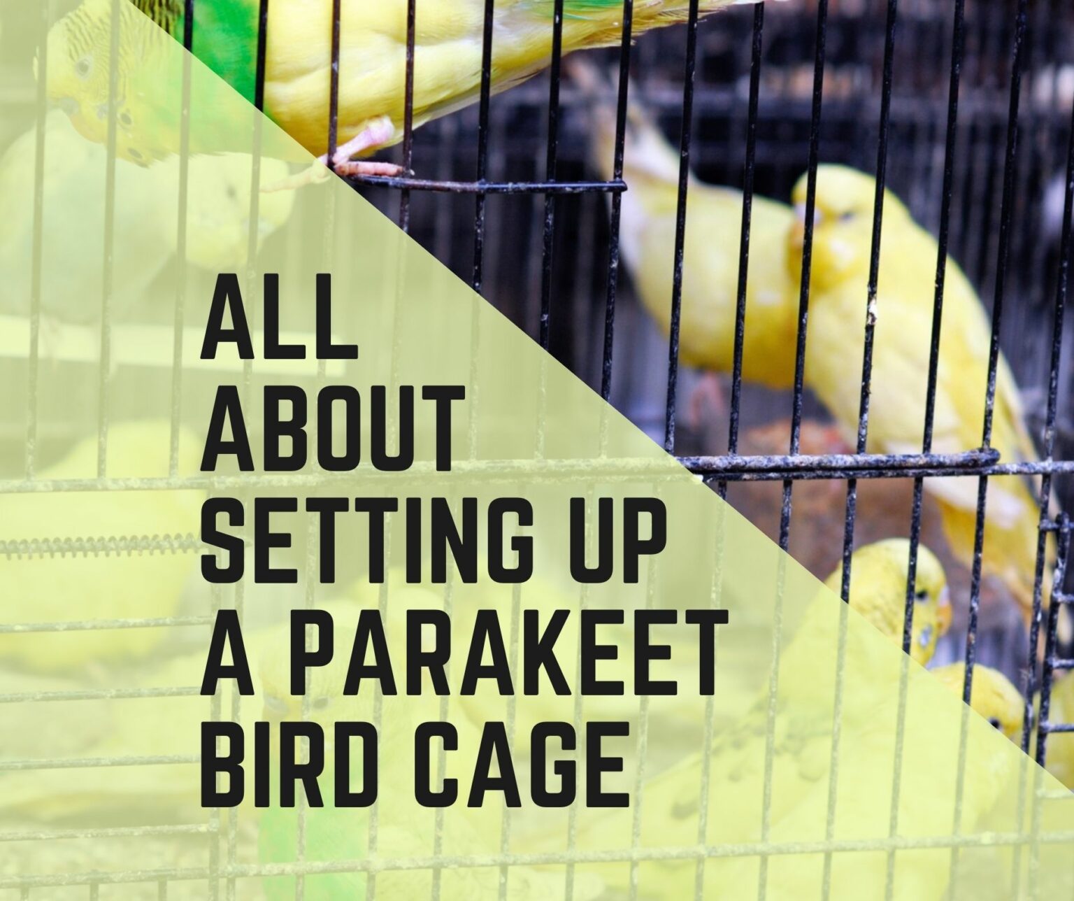 How To Set Up A Bird Cage For Parakeets 5 DIY Methods Birds News how-to-set-up-a-bird-cage-for-parakeets-5-diy-methods-birds-news