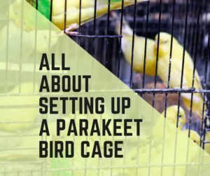 How To Set Up A Bird Cage For Parakeets? (5 DIY Methods) - Birds News