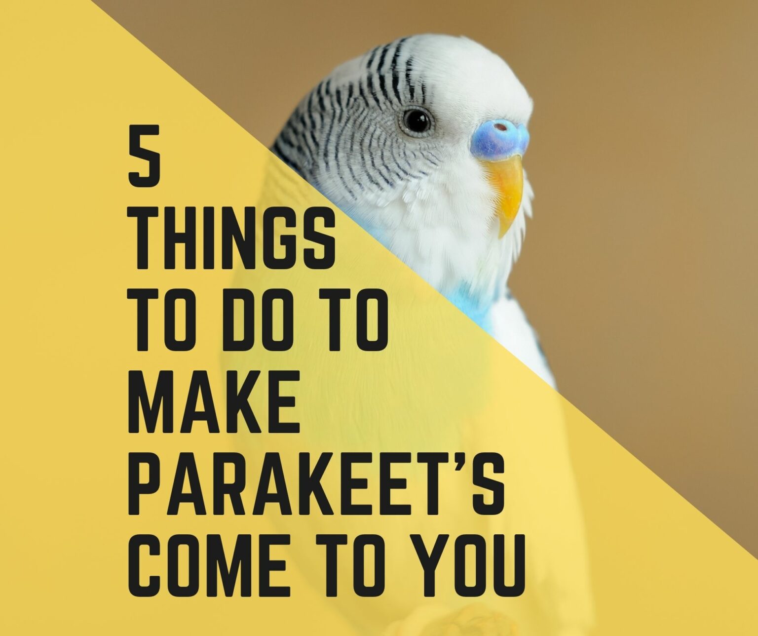 How To Make A Parakeet Come To You? 7 Tricks - Birds News