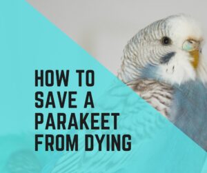5 Things To Do To Save A Parakeet From Dying - Birds News