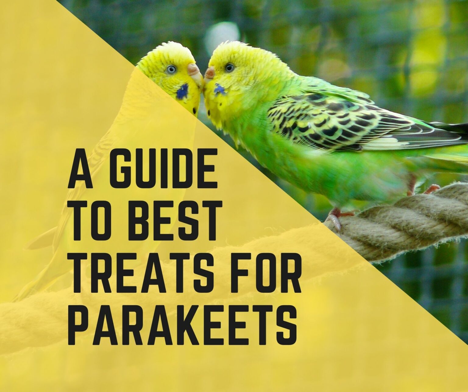 5 Best Treats For Parakeets in 2022 - Birds News