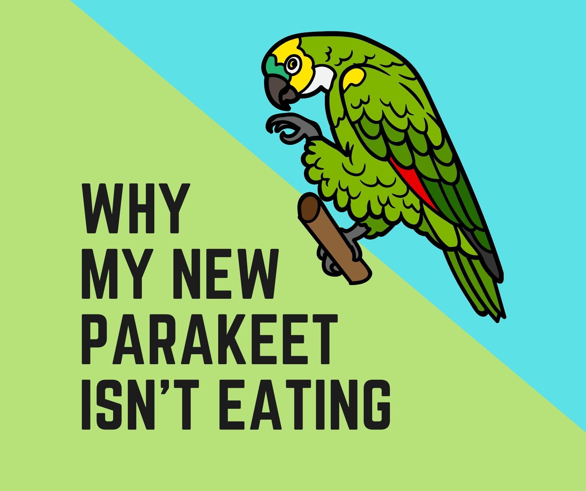 What To Do When New Parakeet Not Eating? 7 Safety Tips - Birds News