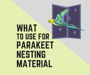 What To Use For Parakeet Nesting Material? - Birds News