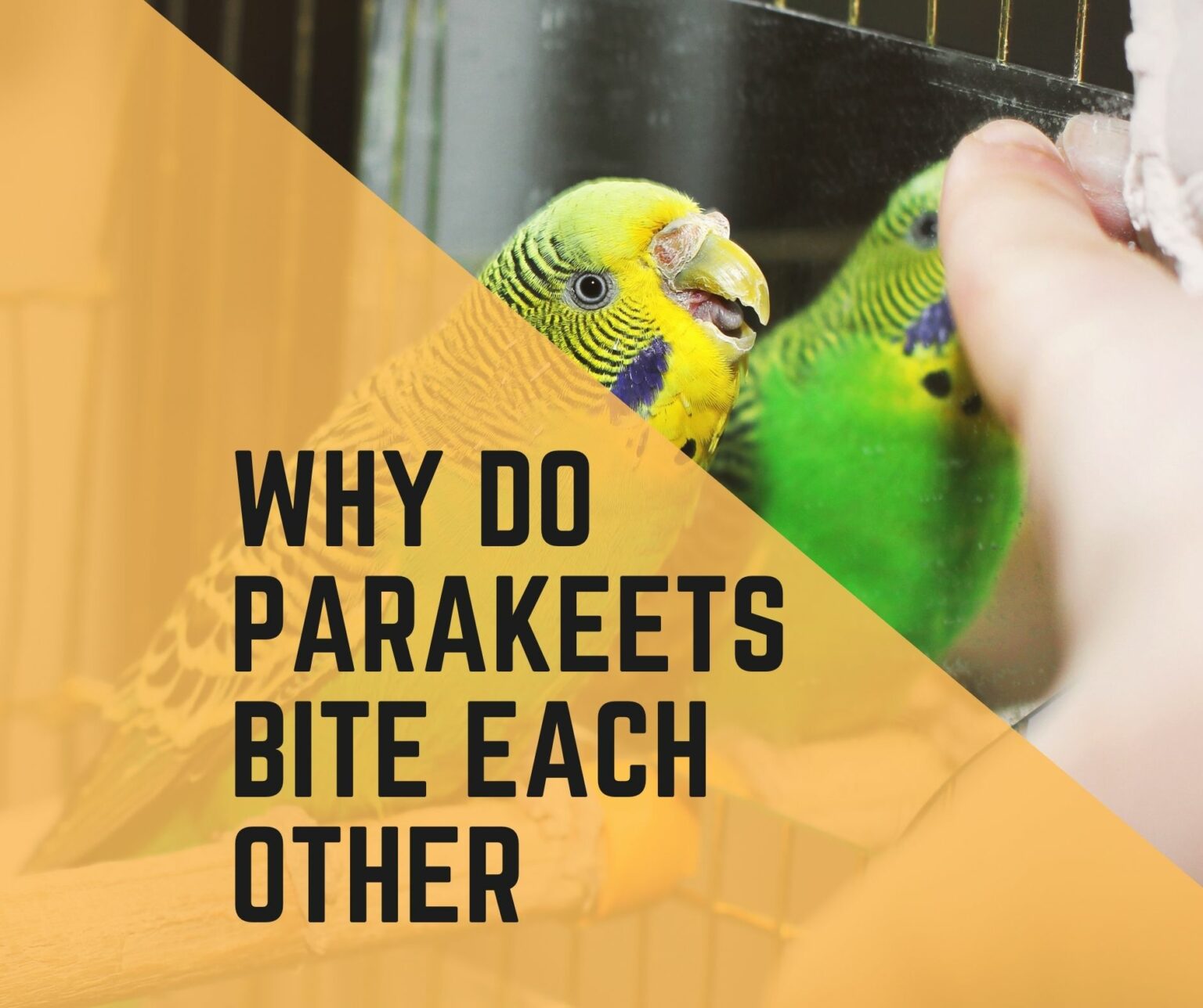 Why Do Parakeets Bite Each Other? - Birds News
