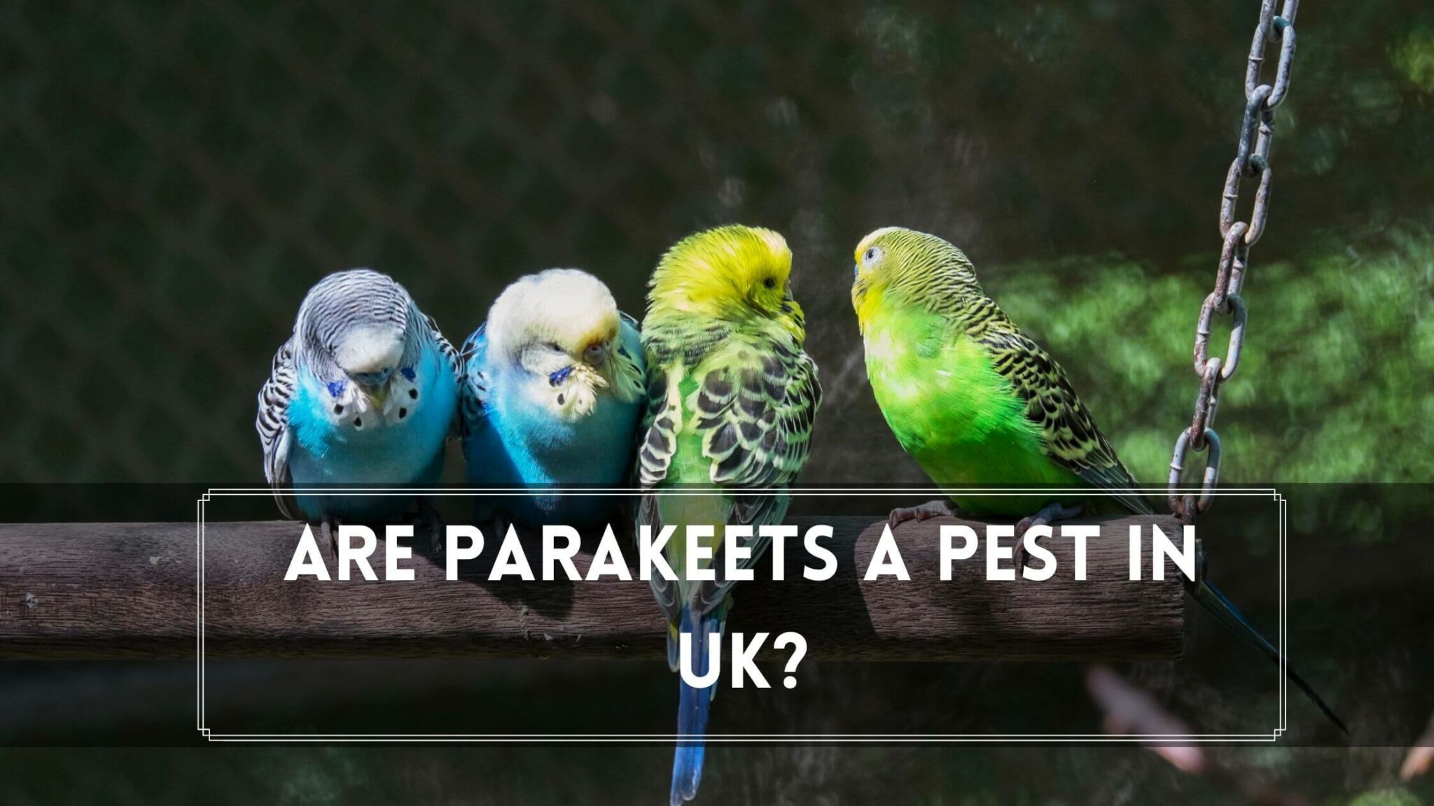 Are There Wild Budgies In The UK? +Are They Pests? - Birds News