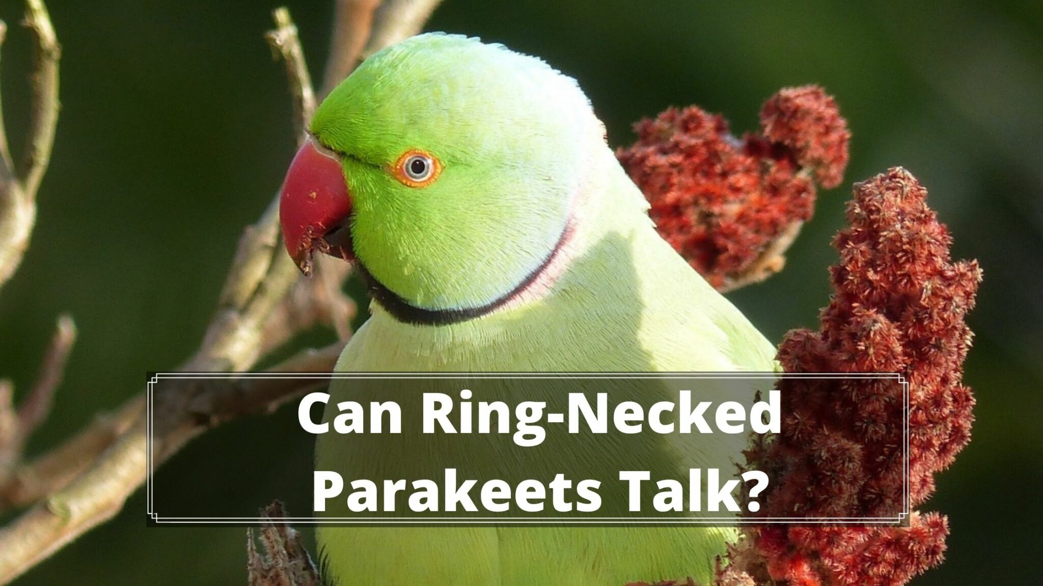 All About What Parakeets Can Talk?+ Which Parakeets Talk? - Birds News