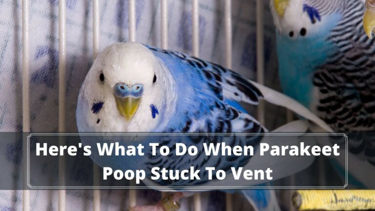 Here's What To Do When Parakeet Poop Stuck To Vent - Birds News