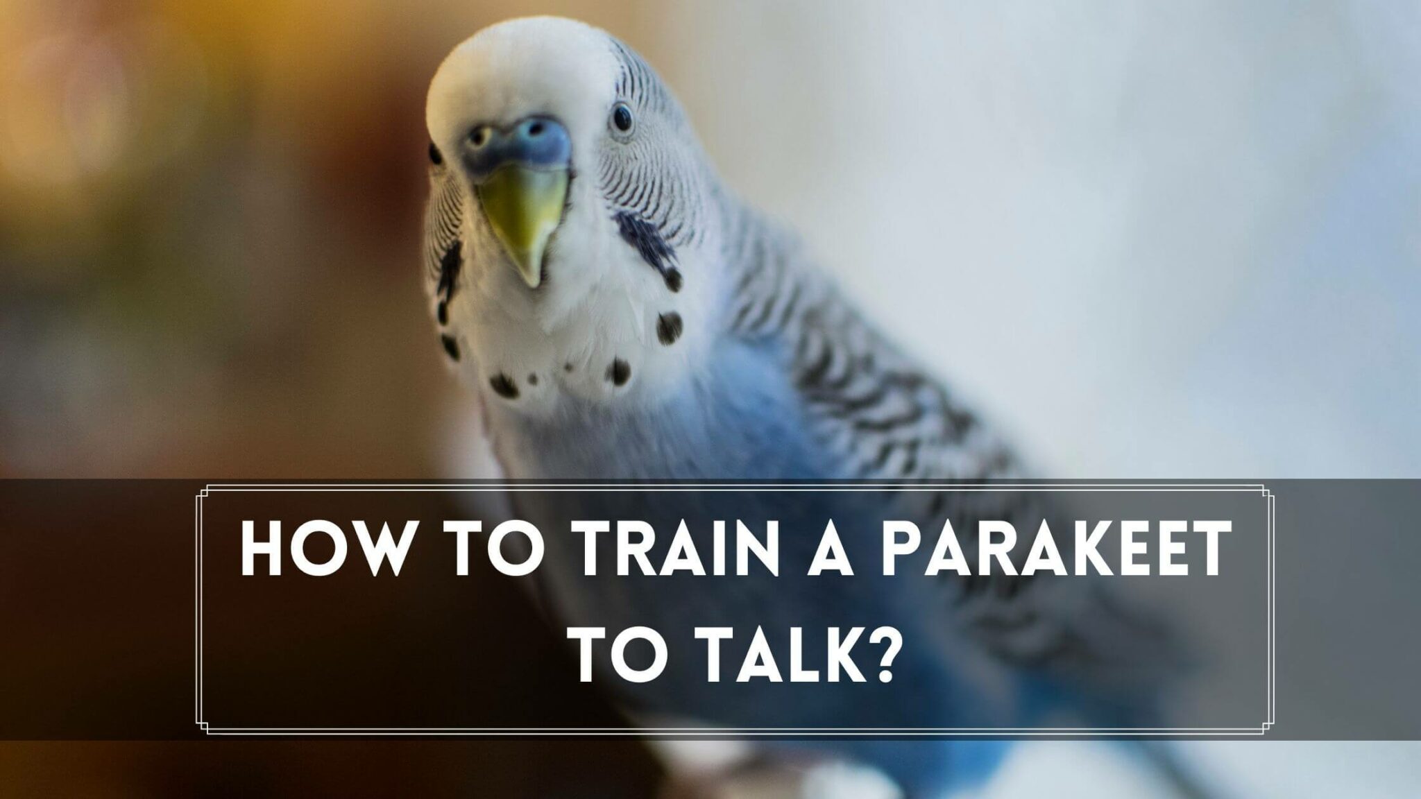 How To Train Plum Headed Parakeet (Training & Taming Guide) - Birds News