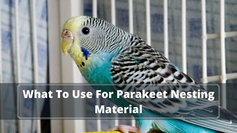 What To Use For Parakeet Nesting Material? - Birds News