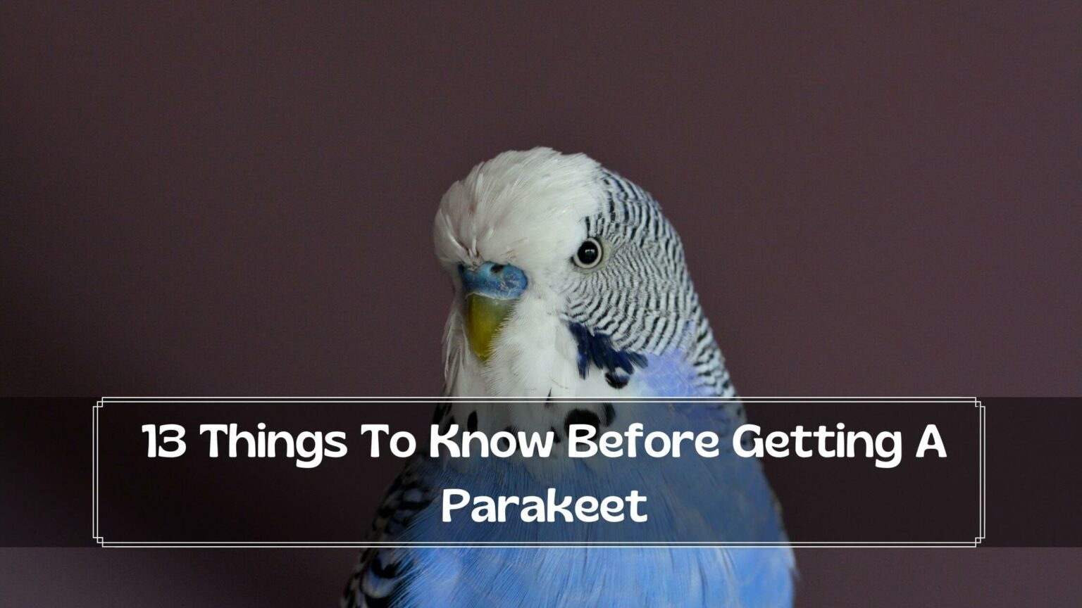 13 Things To Know Before Getting A Parakeet - Birds News