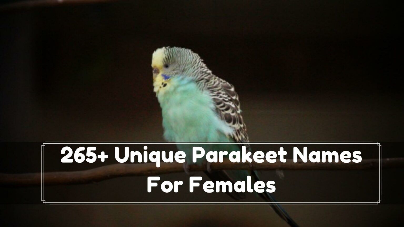 533+ Unique Parakeet Names (Male and Female) - Birds News