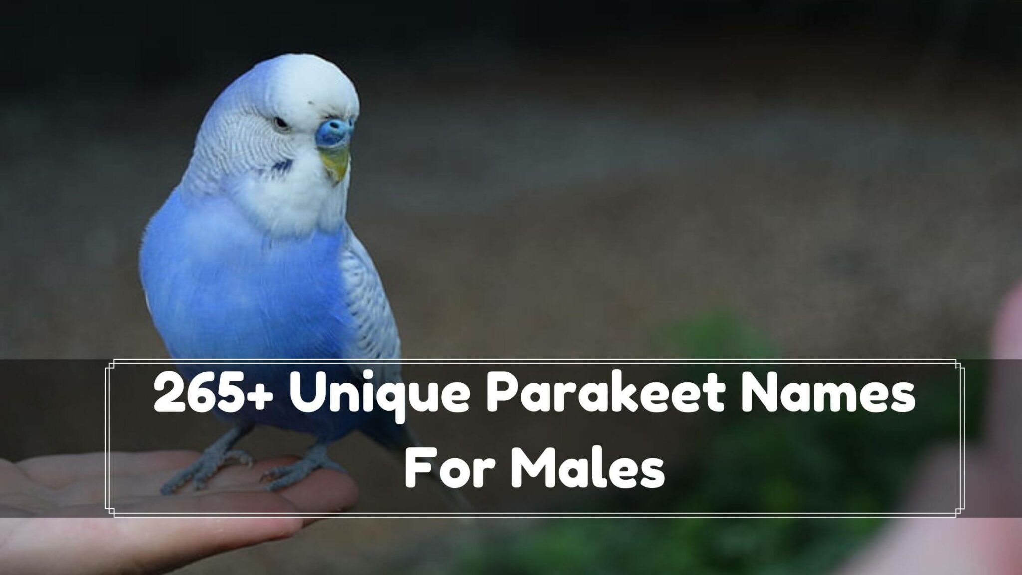 533+ Unique Parakeet Names (Male and Female) - Birds News