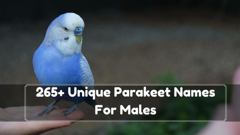 533+ Unique Parakeet Names (Male and Female) - Birds News