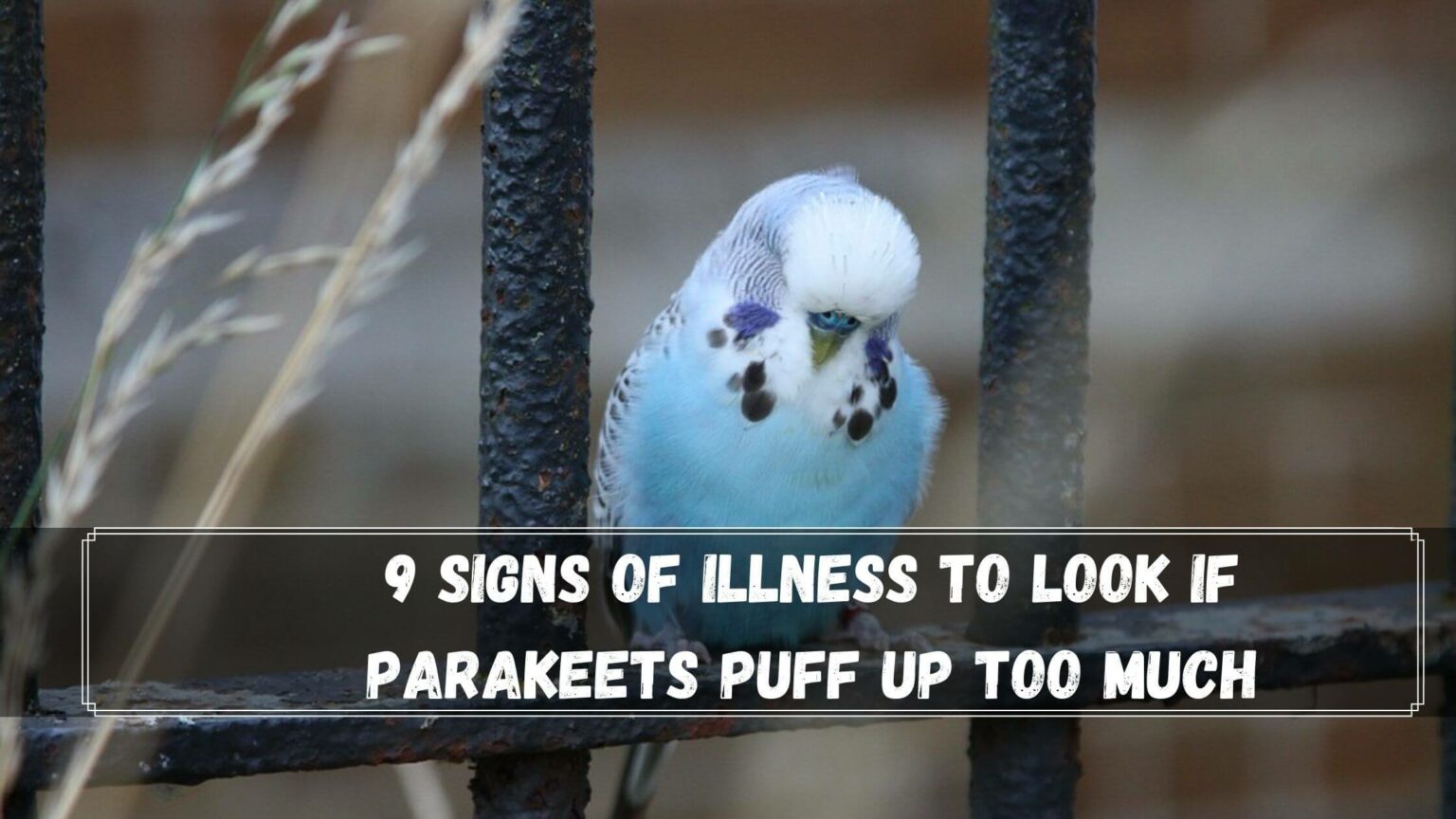 Why Is My Parakeet Puffed Up? - Birds News