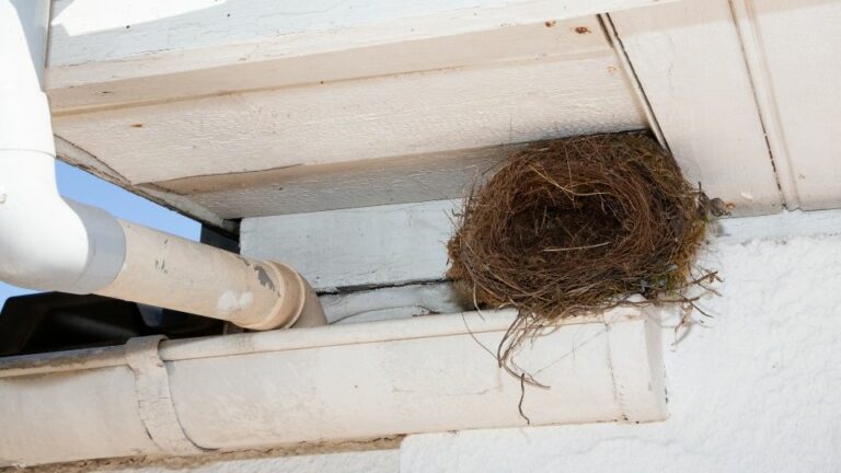 How to Stop Birds from Nesting in The Gutter?(2022 Guide) - Birds News