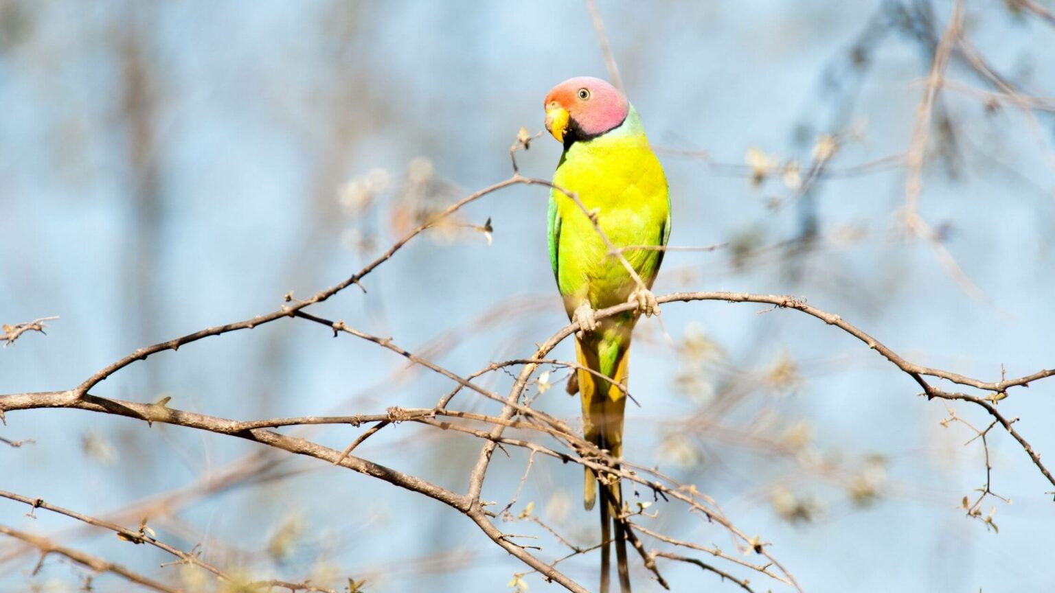17 Different Types Of Parakeets - Birds News