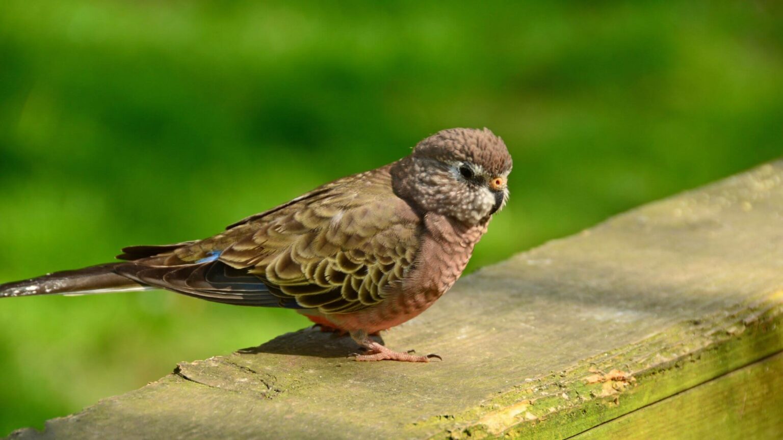 17 Different Types Of Parakeets - Birds News