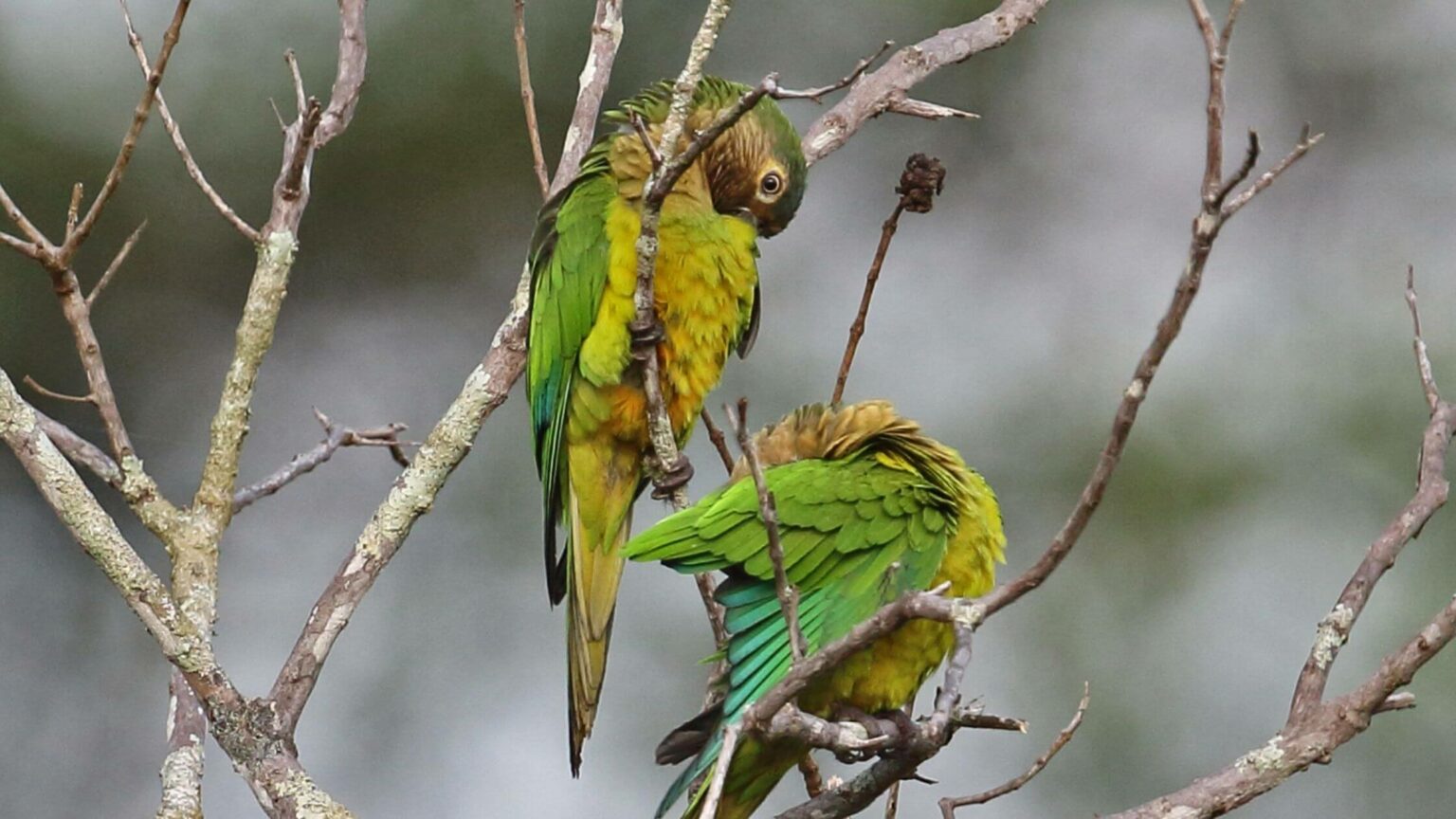 17 Different Types Of Parakeets - Birds News