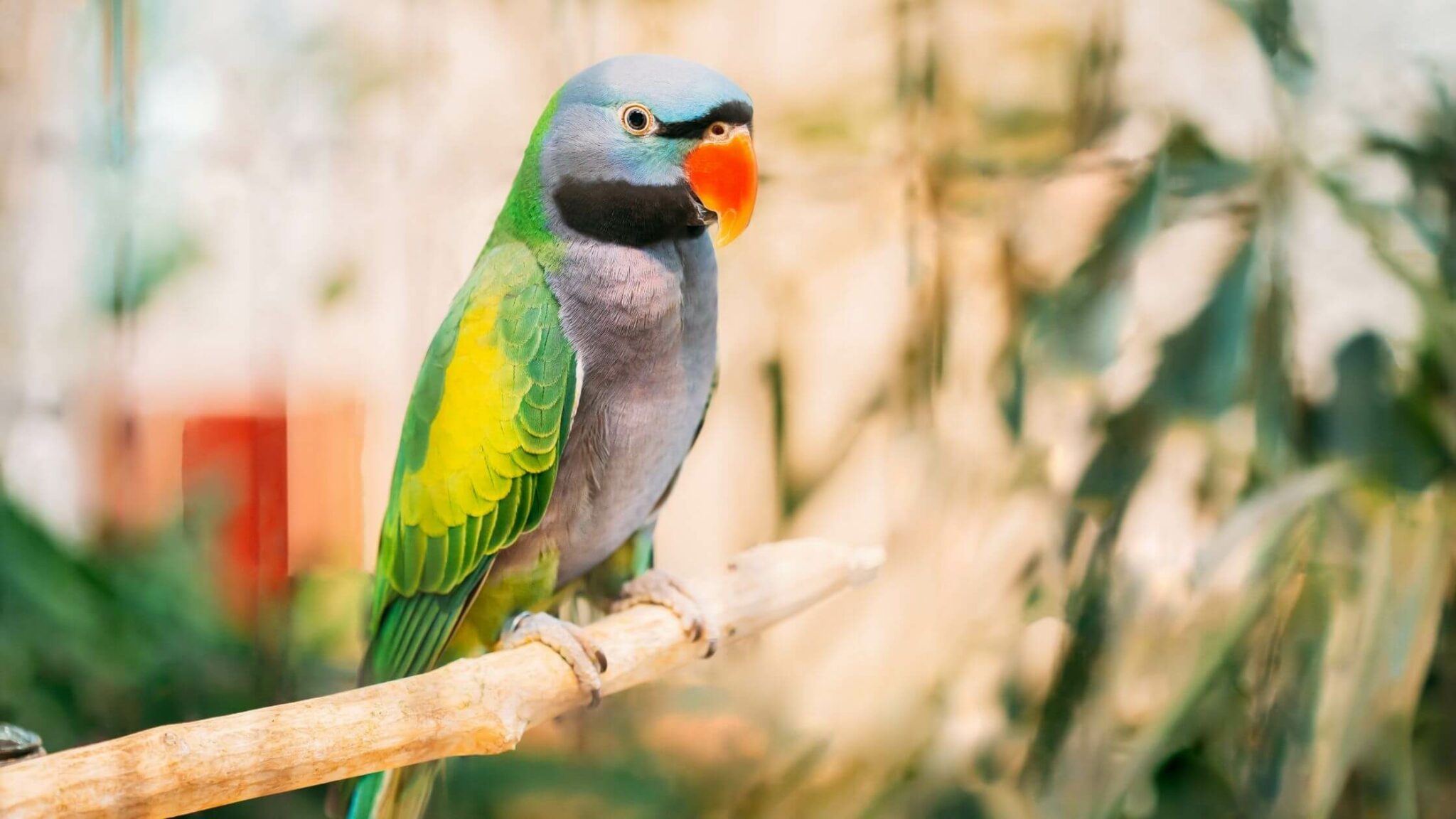 17 Different Types Of Parakeets - Birds News
